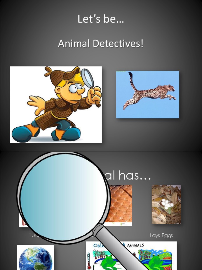 Animal Classification Quiz for Kids | PDF | Amphibian | Reptile