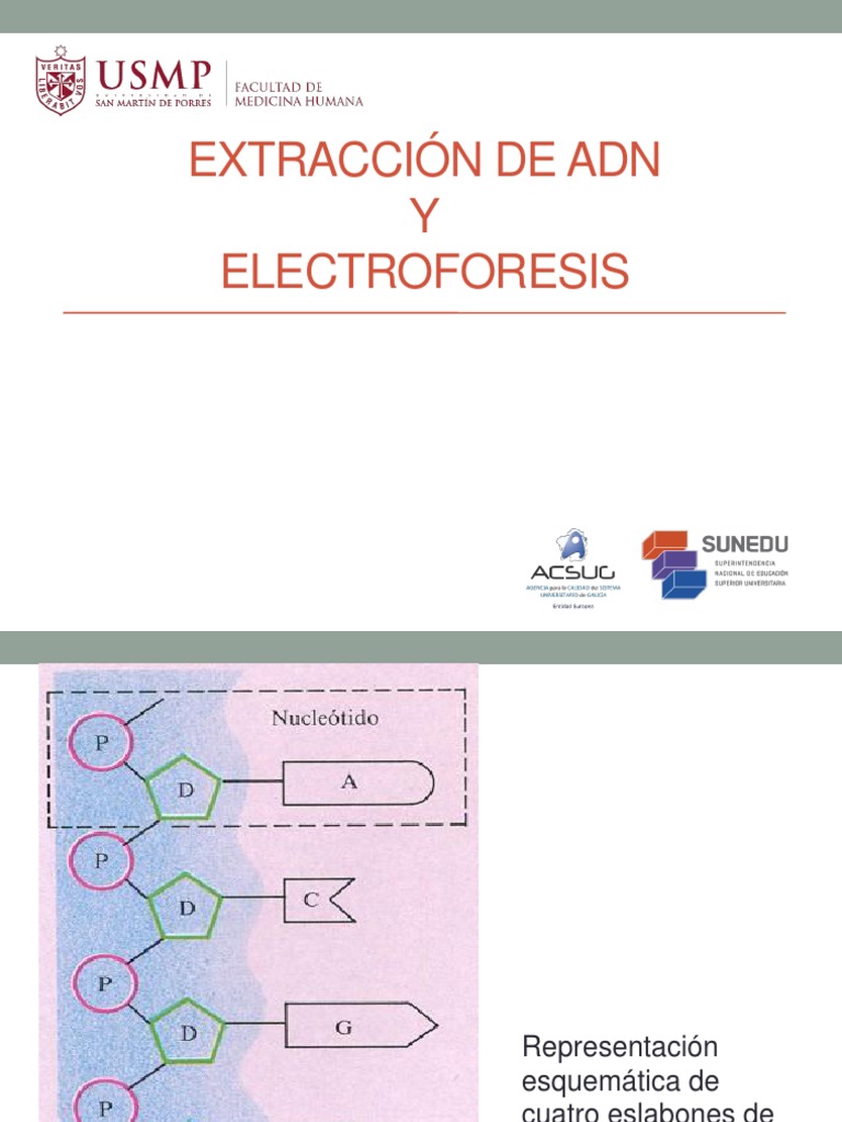 Semana 14 - PRÁCTICA - Extracción Del ADN | PDF | Electroforesis | Adn