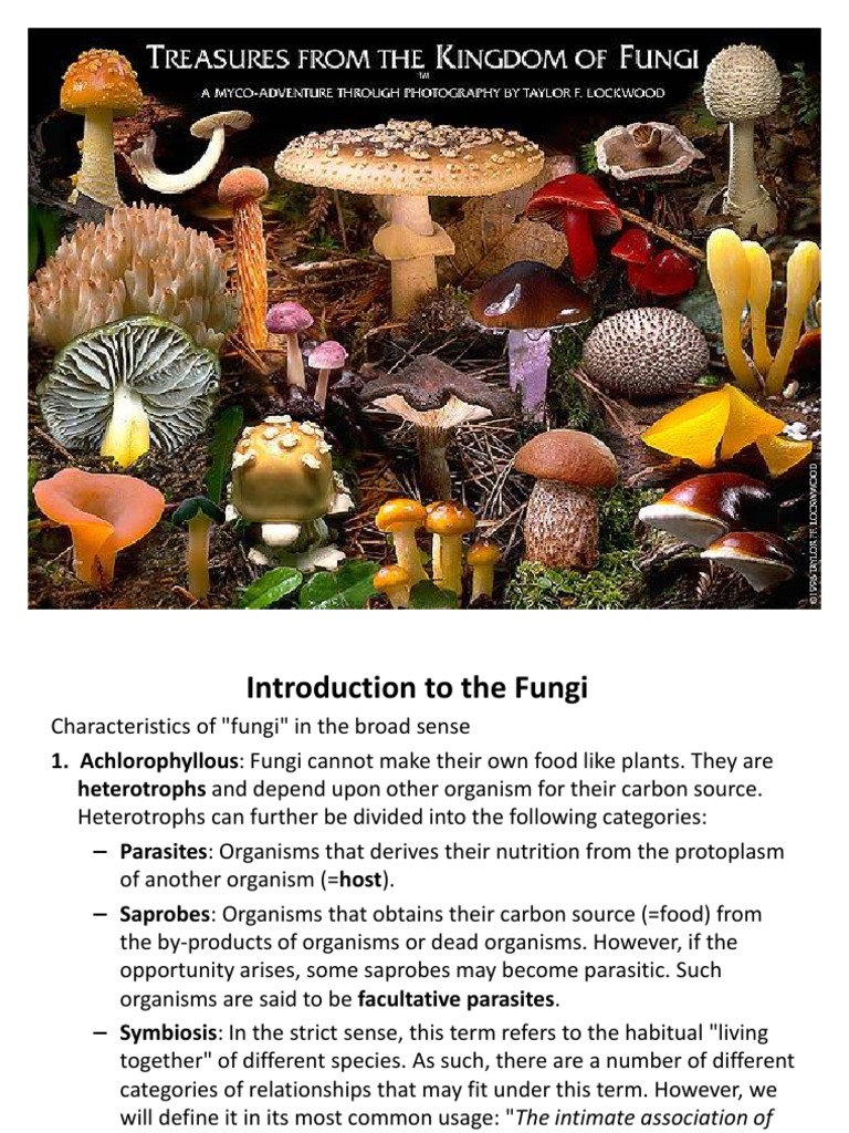 Fungi Teaching Material | PDF | Fungus | Cell Wall