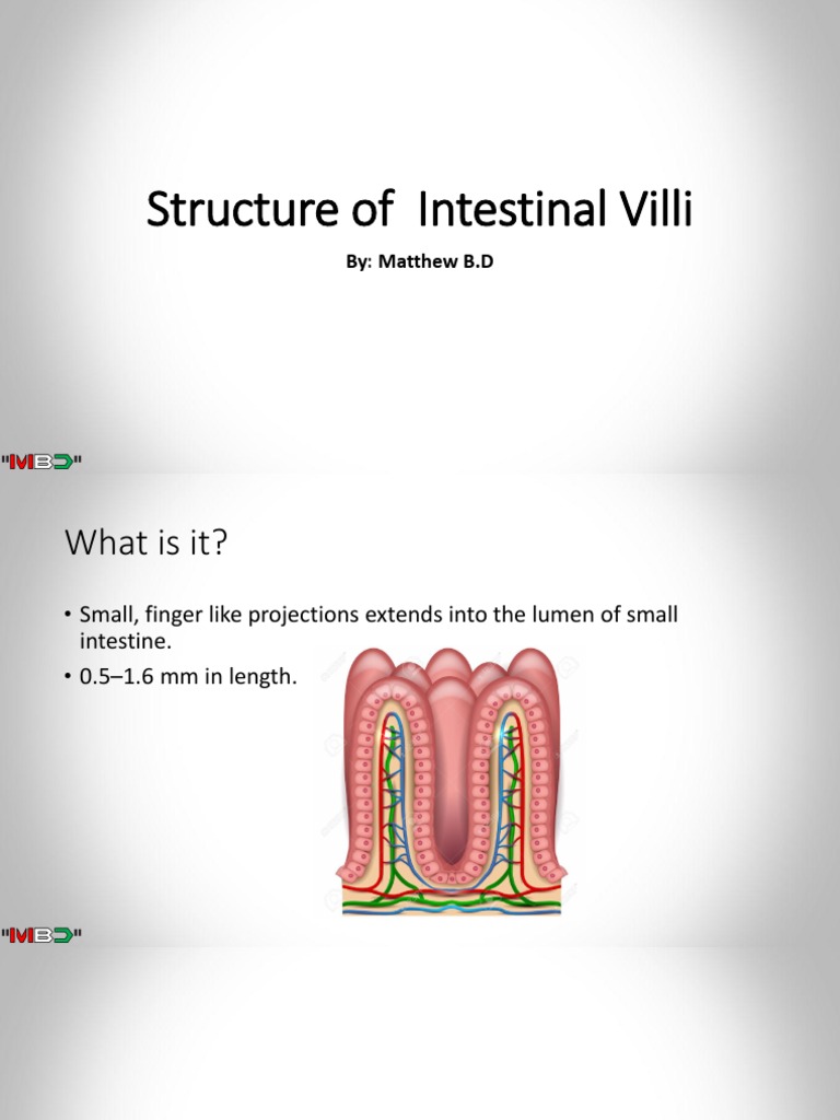 Structure of Intestinal Villi | PDF