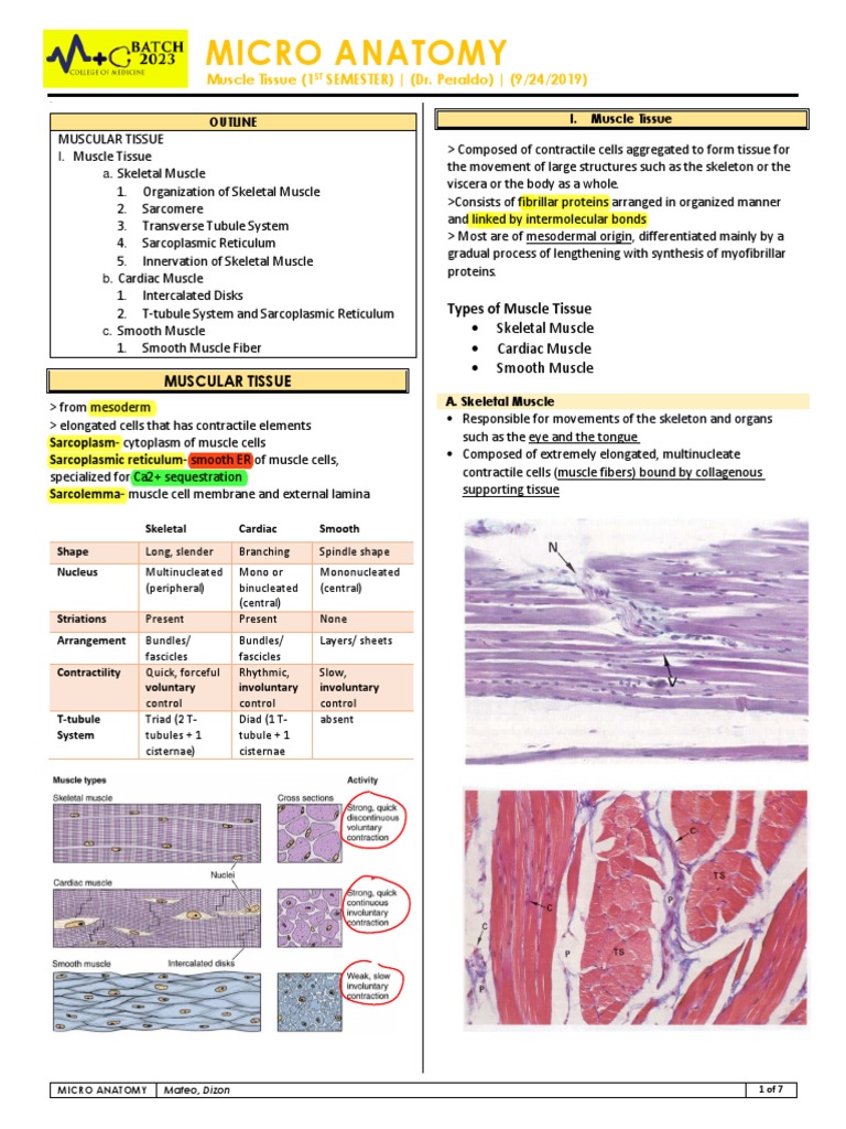 Histo 1.9 Muscle Tissue | PDF | Skeletal Muscle | Muscle Contraction