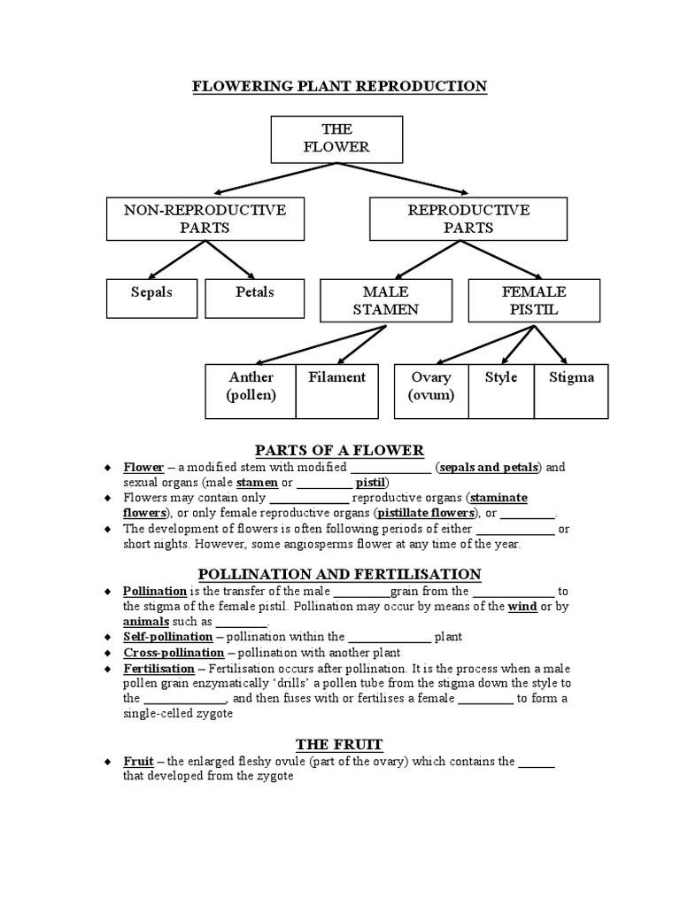 Flower Reproduction Worksheet | PDF | Flowers | Pollination