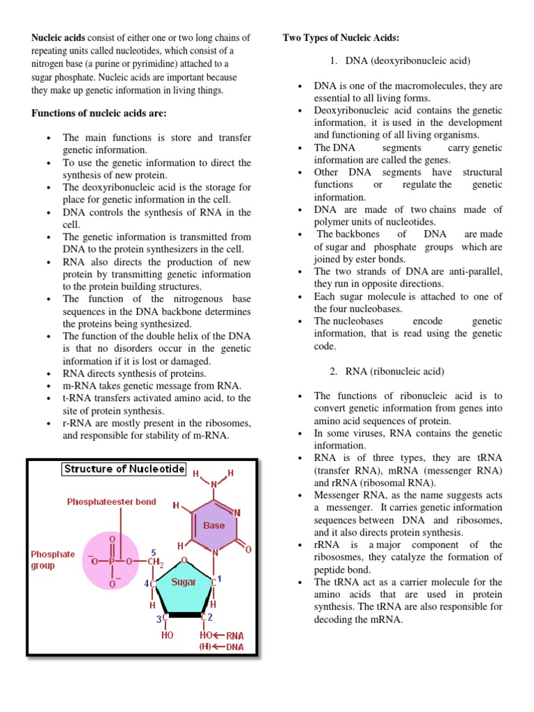Functions of Nucleic Acids Are:: Nucleic Acids Consist of Either One or ...
