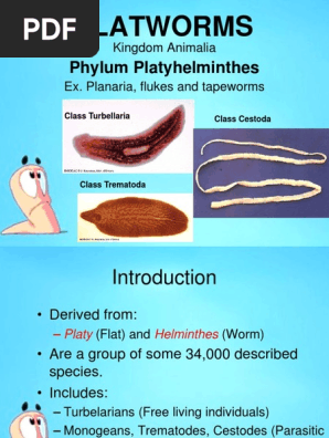 Phylum Platyhelminthes Flukes