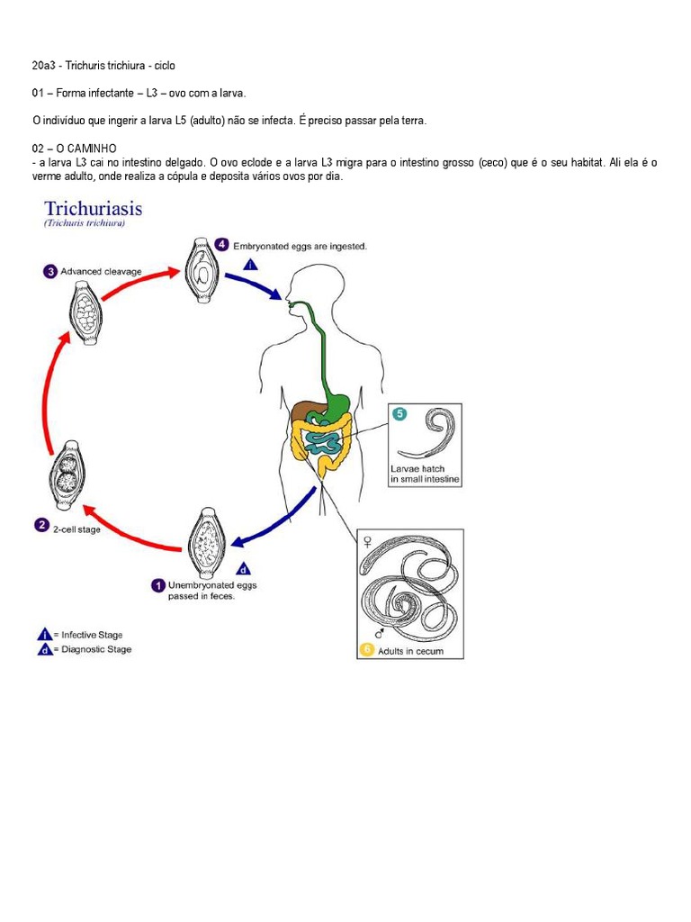 20a3 - Trichuris Trichiura - Ciclo | PDF