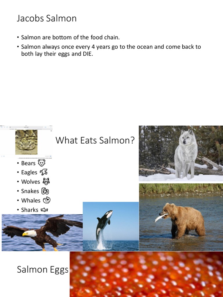 Jacobs Salmon | PDF