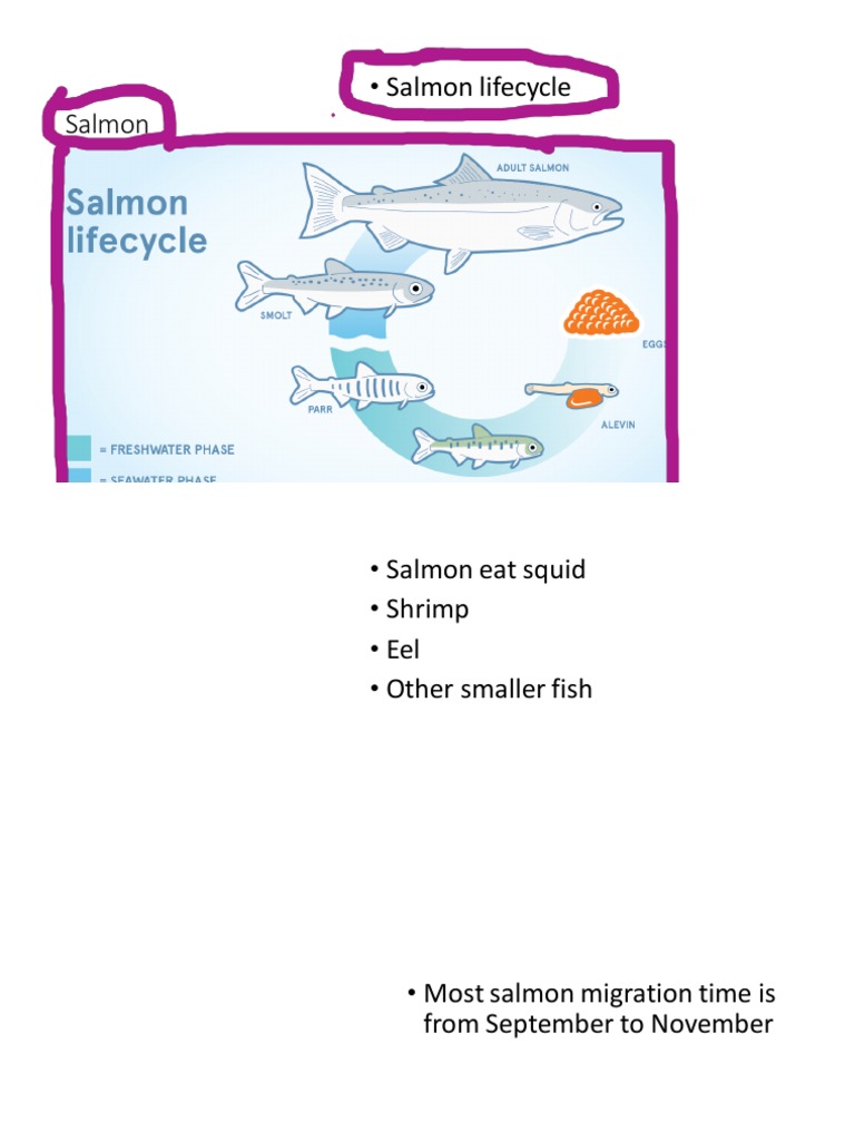 Salmon | PDF