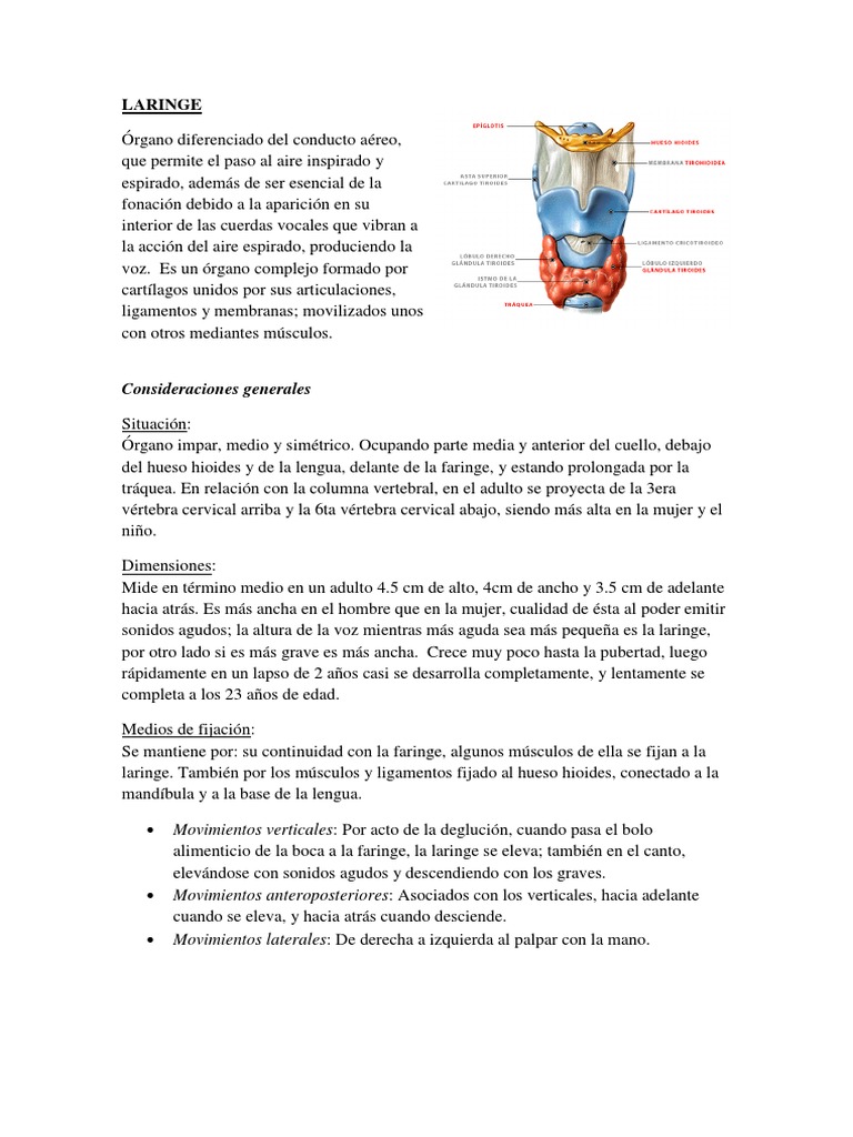 Laringe Y TRAQUEA | PDF | Pulmón | Nervio vago