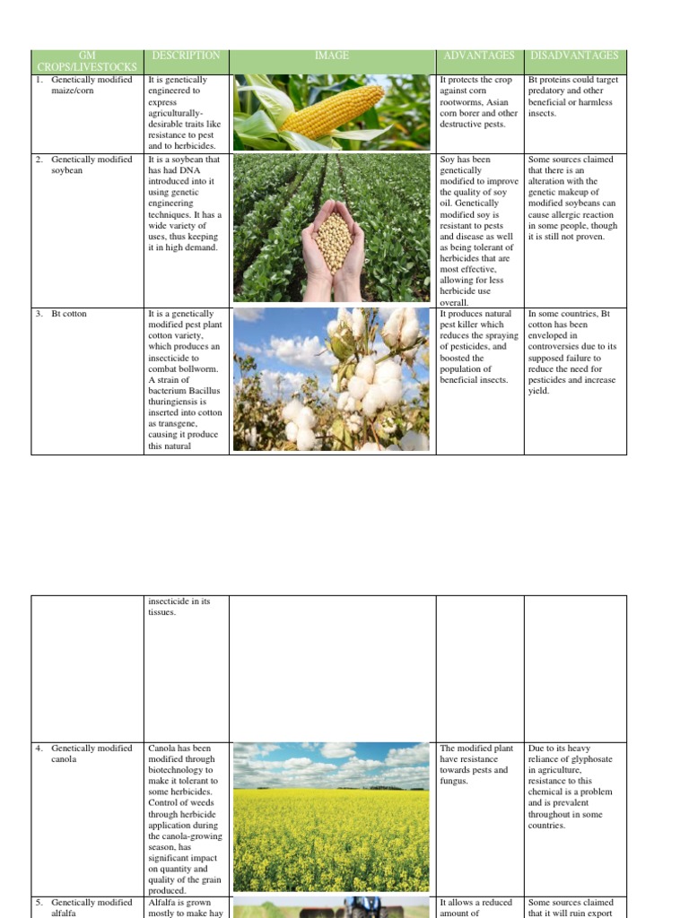 GM Crops/Livestocks Description Image Advantages Disadvantages | PDF ...