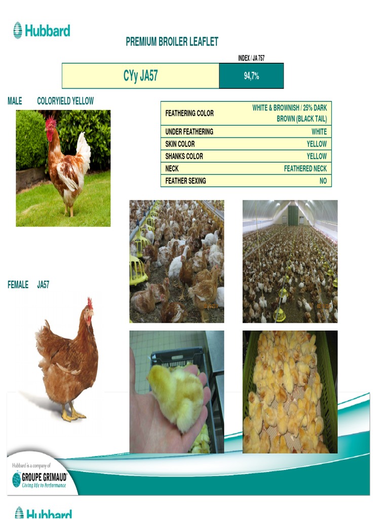 Color Yield X JA | PDF | Birds | Nature