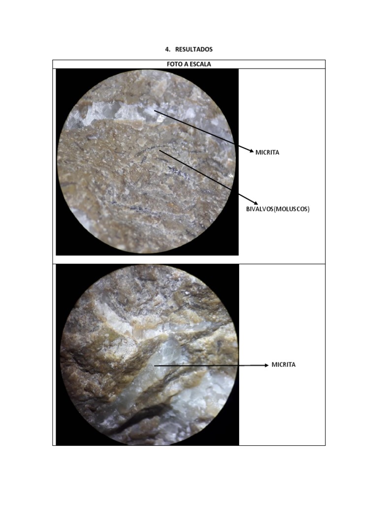 Laboratorio Rocas Carbonatadas-Petrografia Sedimentaria | PDF | Rocas ...