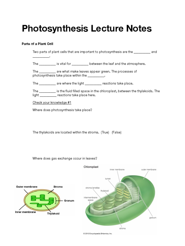 Photosynthesis Process and Plant Cells | PDF | Photosynthesis ...