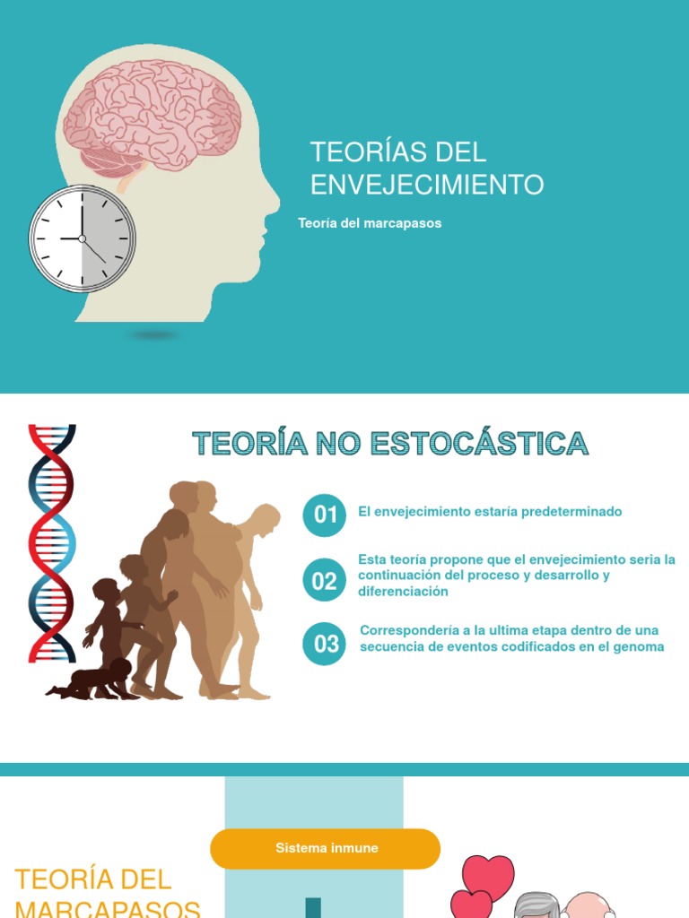 Teorías Del Envejecimiento | PDF | Sistema inmune | Envejecimiento