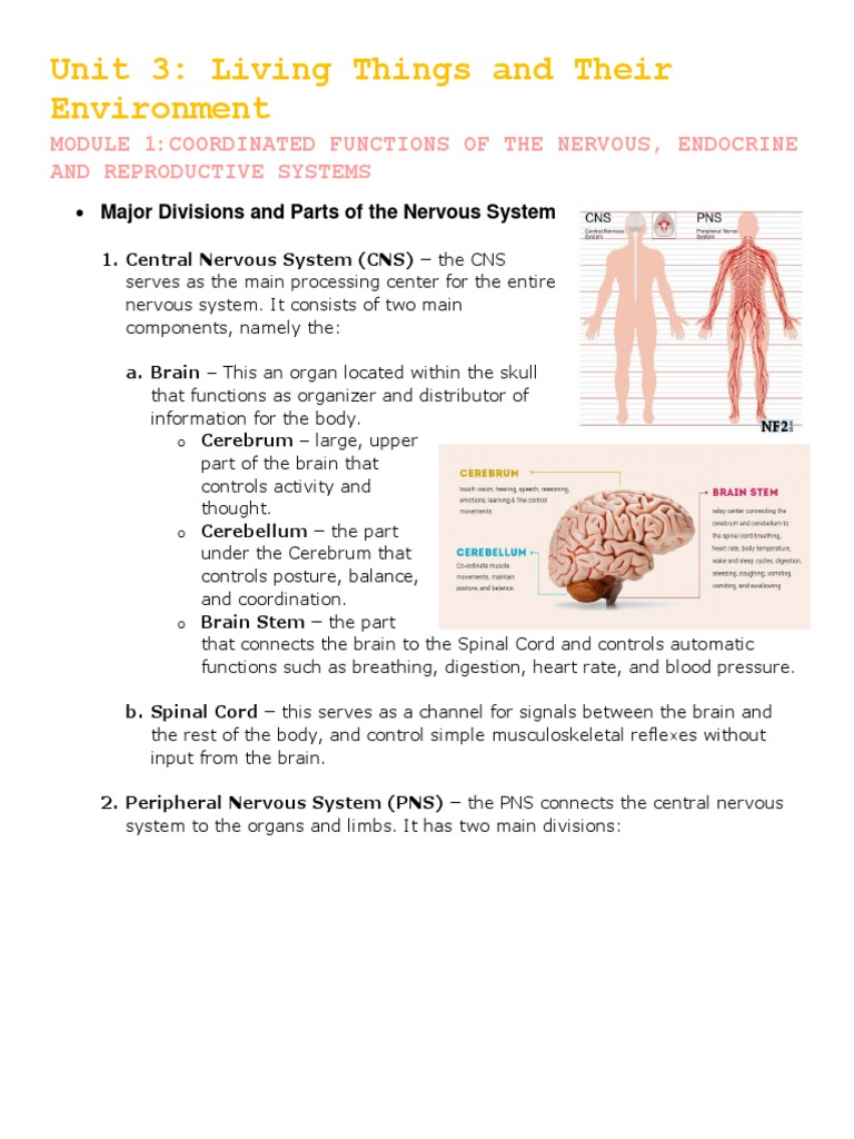 Unit 3: Living Things and Their Environment | PDF | Neuron | Central ...