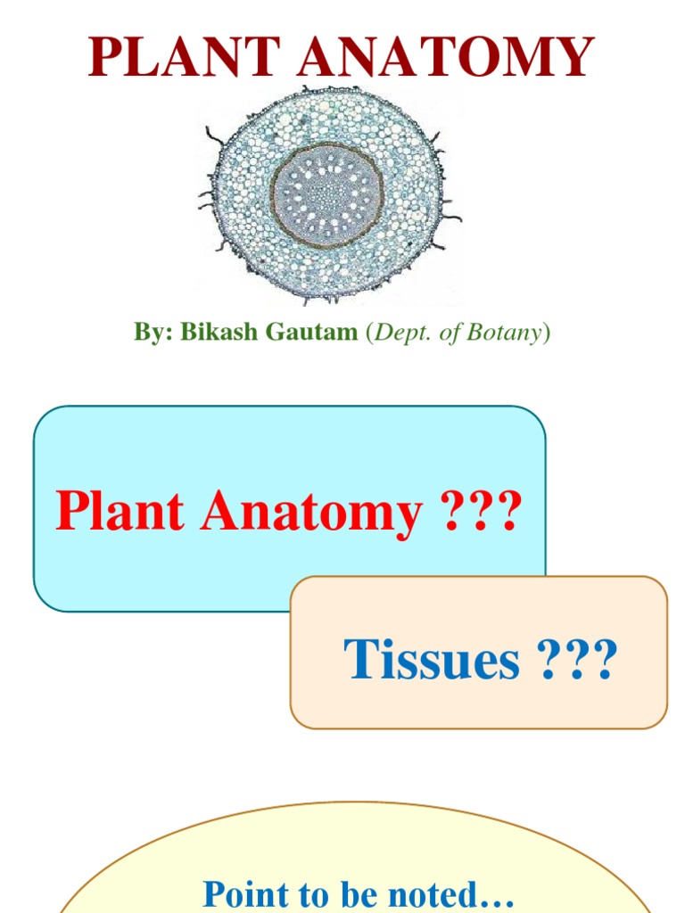 Plant Anatomy | PDF | Plant Stem | Tissue (Biology)