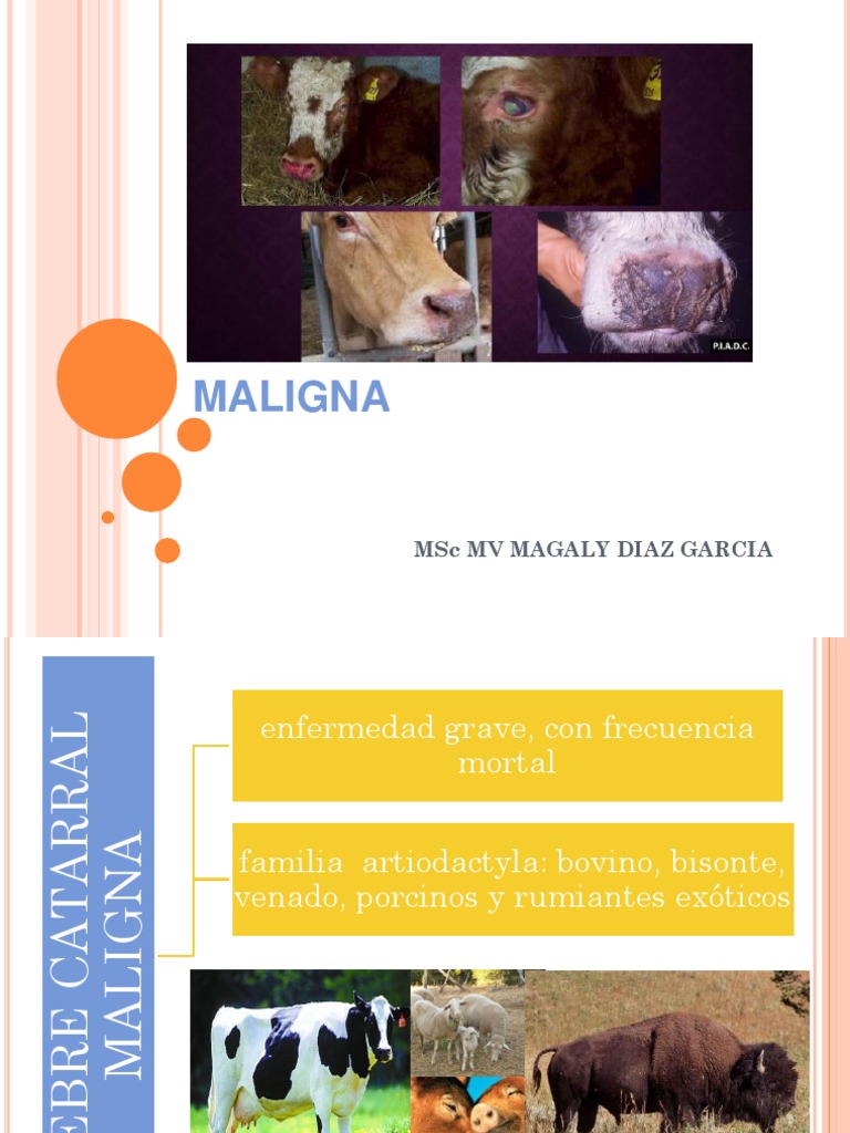 4.-Fiebre Catarral Maligna 2018 | PDF | Resfriado comun | Virus