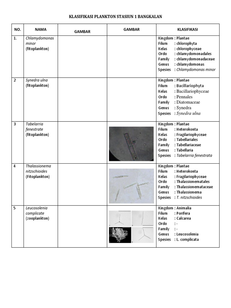 Lampiran Klasifikasi Fitoplankton | PDF