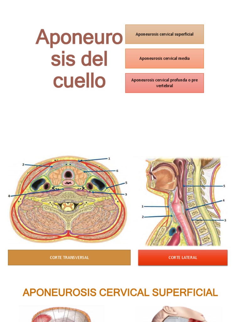Aponeurosis Del Cuello | PDF | Ciencia y matemáticas