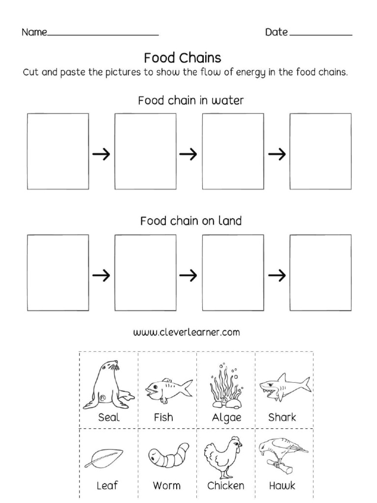 Food Chain | PDF