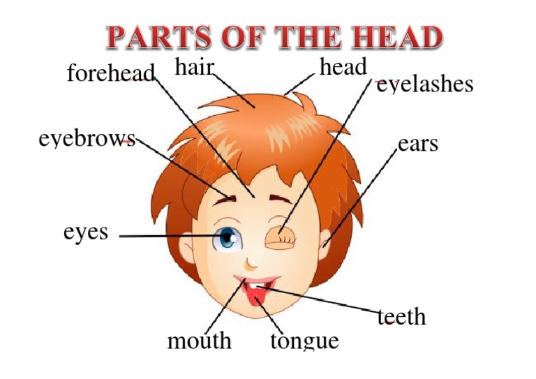 Parts of The Head | PDF | Language Arts & Discipline