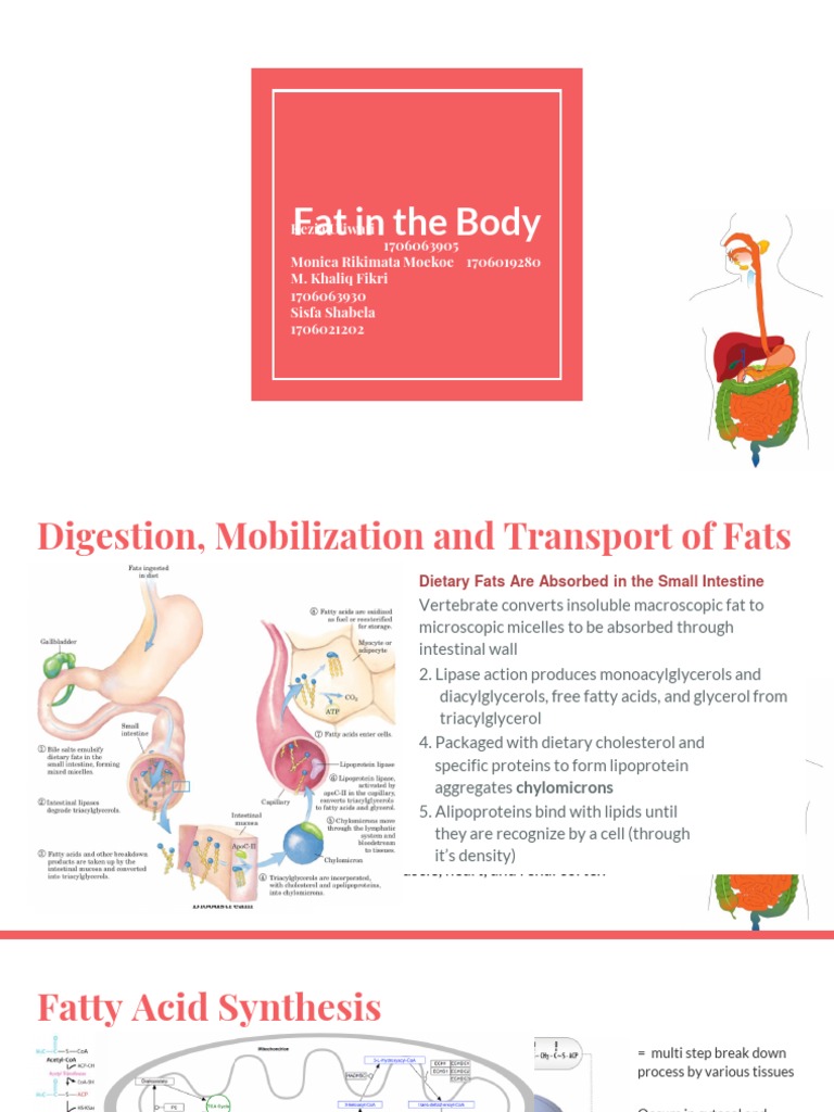 Digestion, Mobilization and Transport of Fats: A Document Outlining Key ...