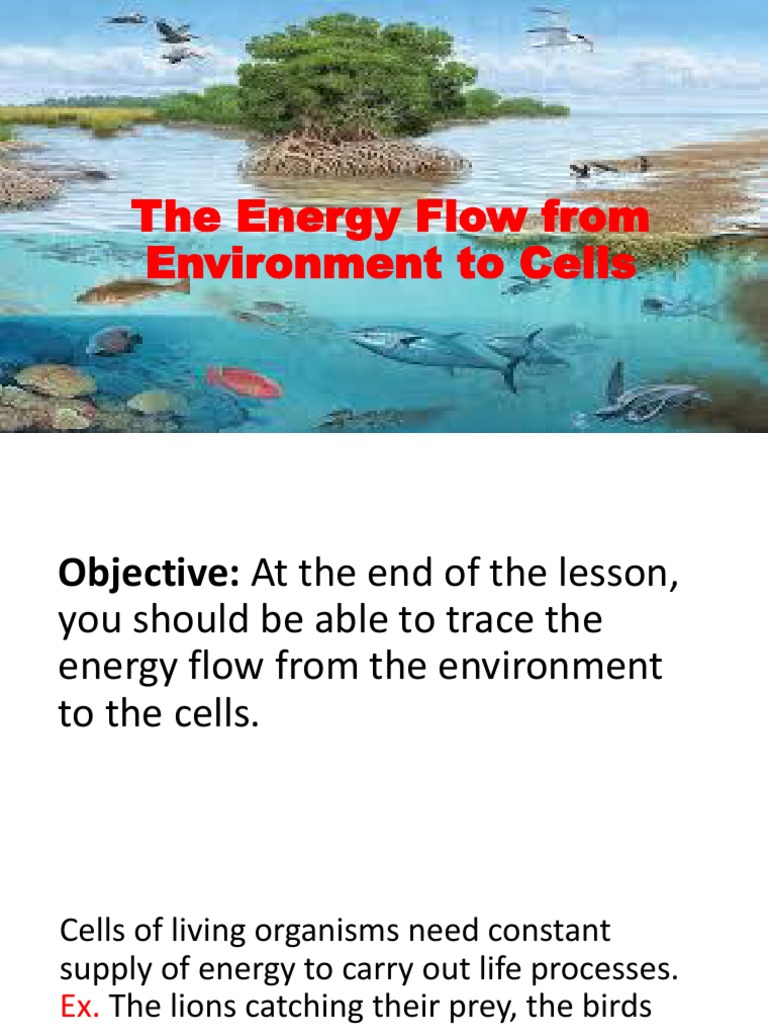Energy Flow from Environment to Cells | PDF | Photosynthesis | Biology