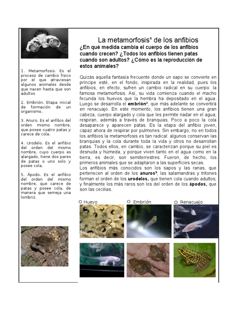 Metamorfosis de los Anfibios | PDF | Anfibio | Zoología