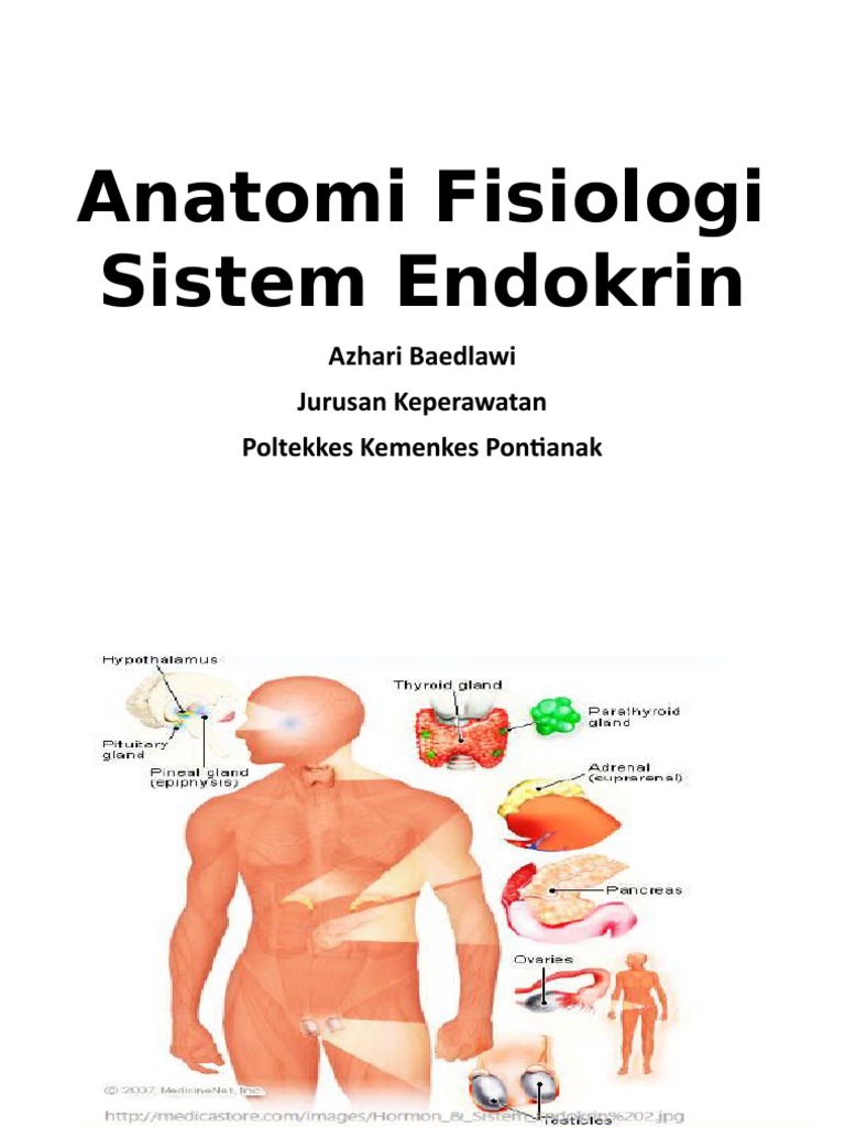 Anatomi Fisiologi Sistem Endokrin | PDF
