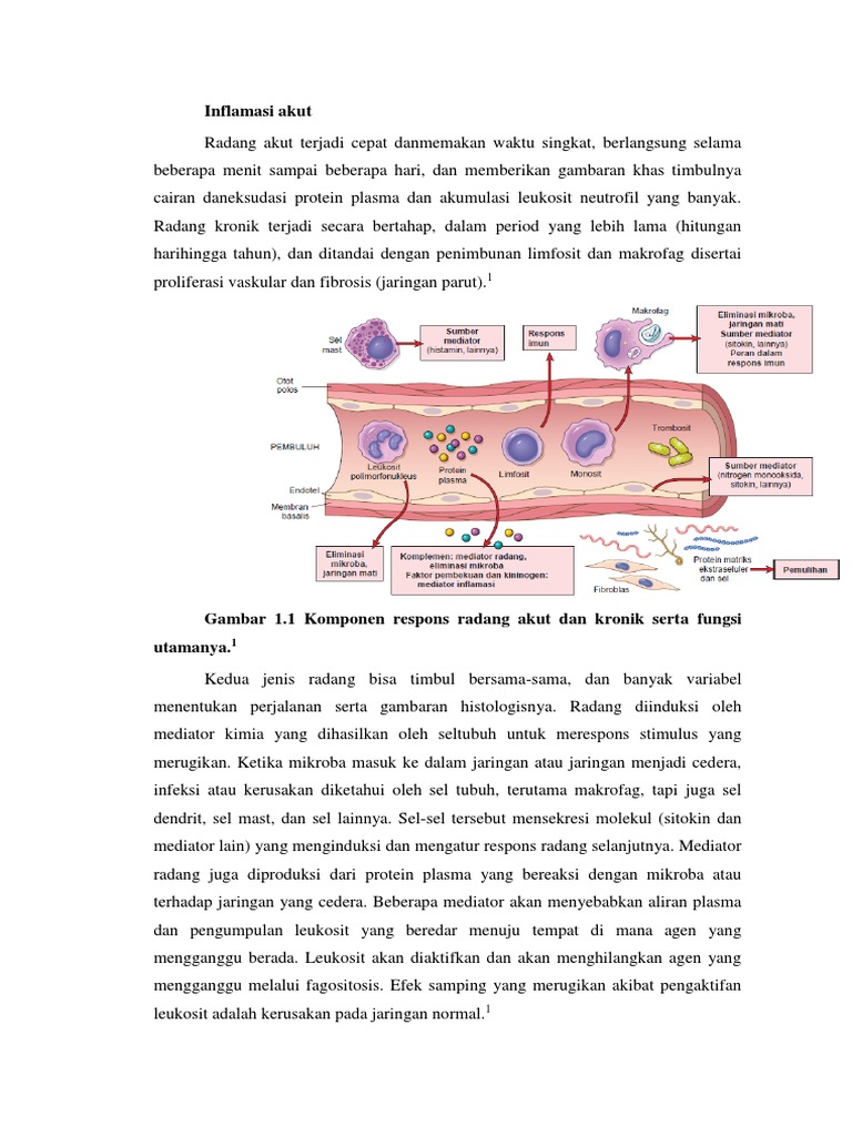 Inflamasi Akut | PDF