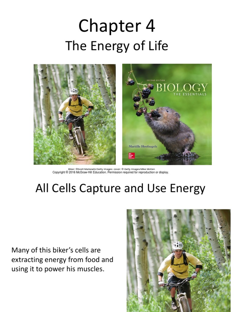 Chapt04 ENERGY OF LIFE PDF | PDF | Adenosine Triphosphate | Redox