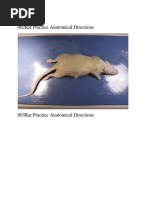 Mouse Parts | PDF | Organ (Anatomy) | Digestive System