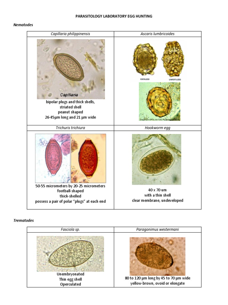 Parasitology Laboratory Egg Hunting | PDF | Organisms | Nature