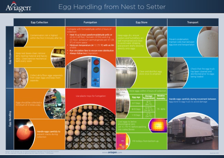 Egg Hatching Poster en 2015 | Nature