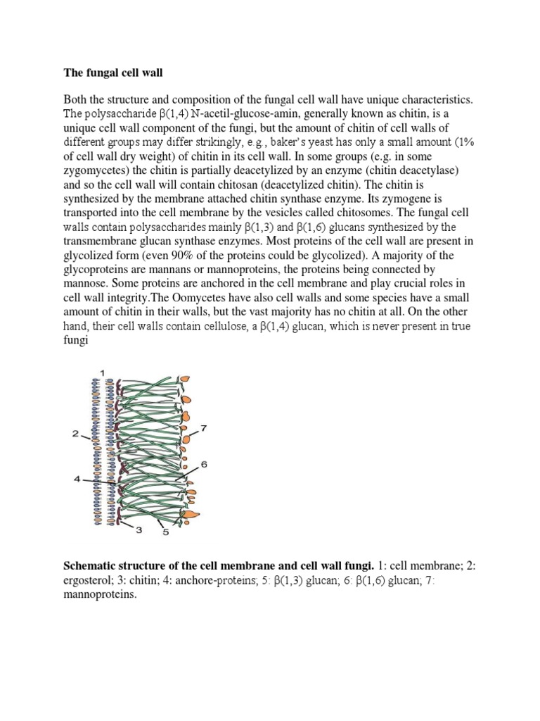 Fungal Cell Wall Structure | PDF | Cell Wall | Cell (Biology)