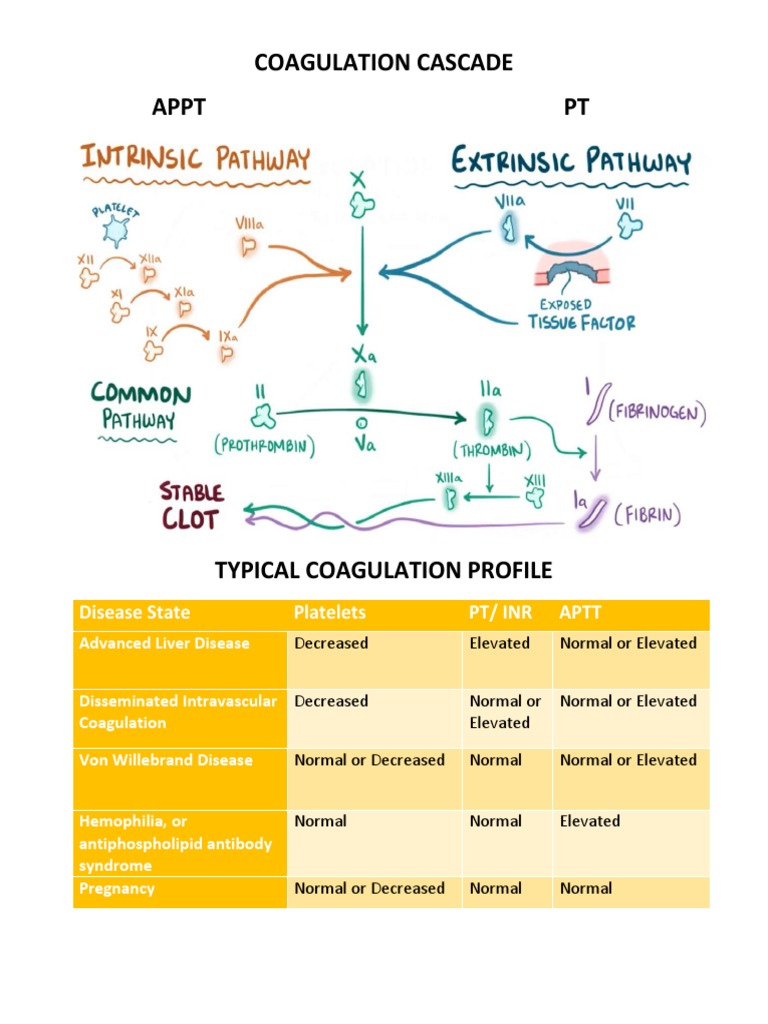 Coagulation Cascade | PDF