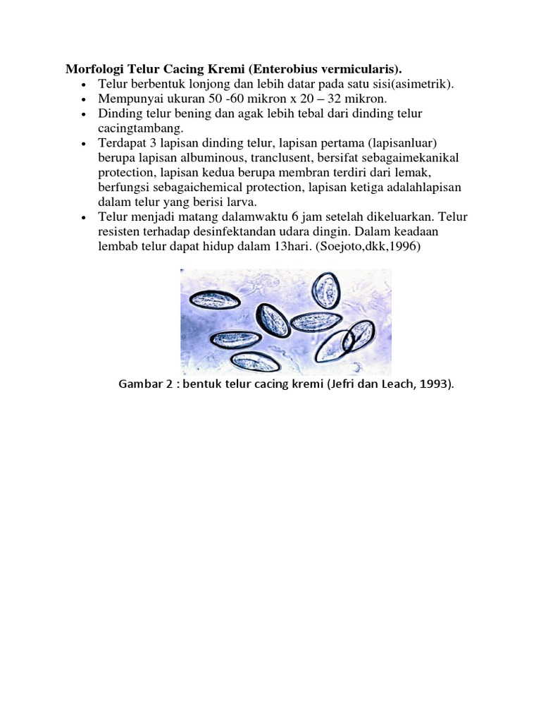 Morfologi Telur Cacing Kremi (Enterobius Vermicularis) | PDF