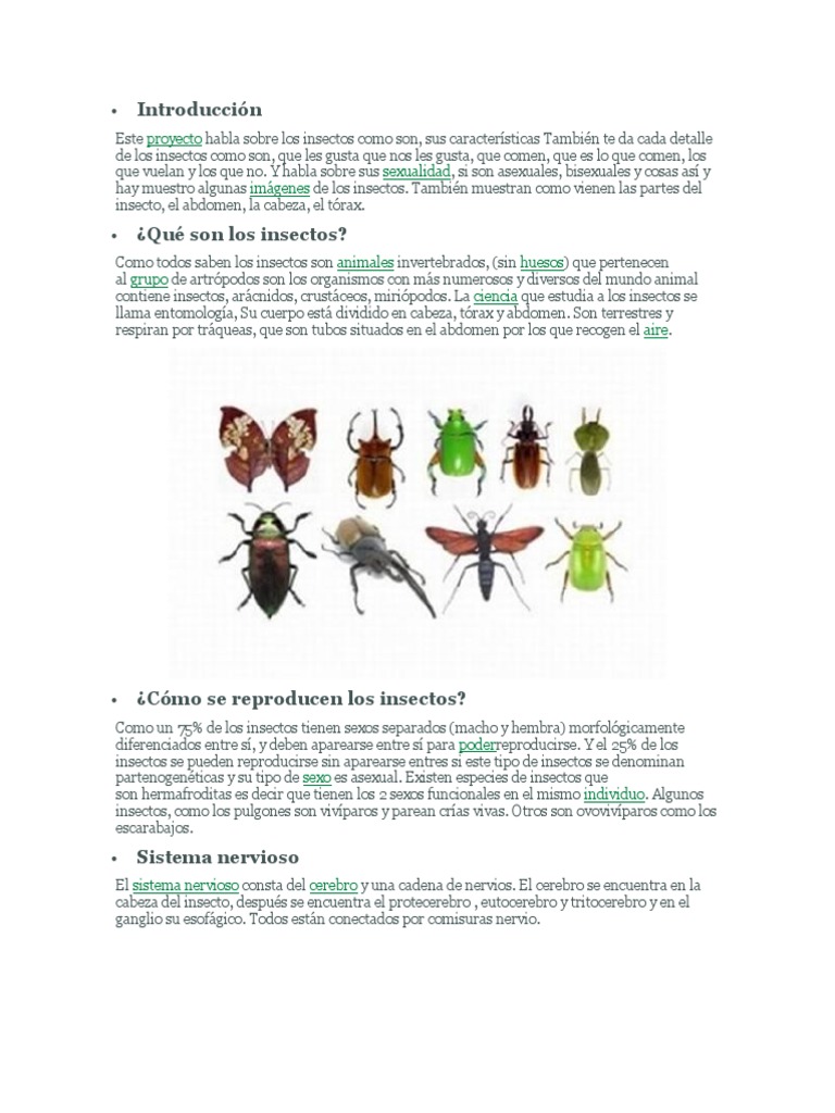 Insecto S | PDF | Insectos | Zoología