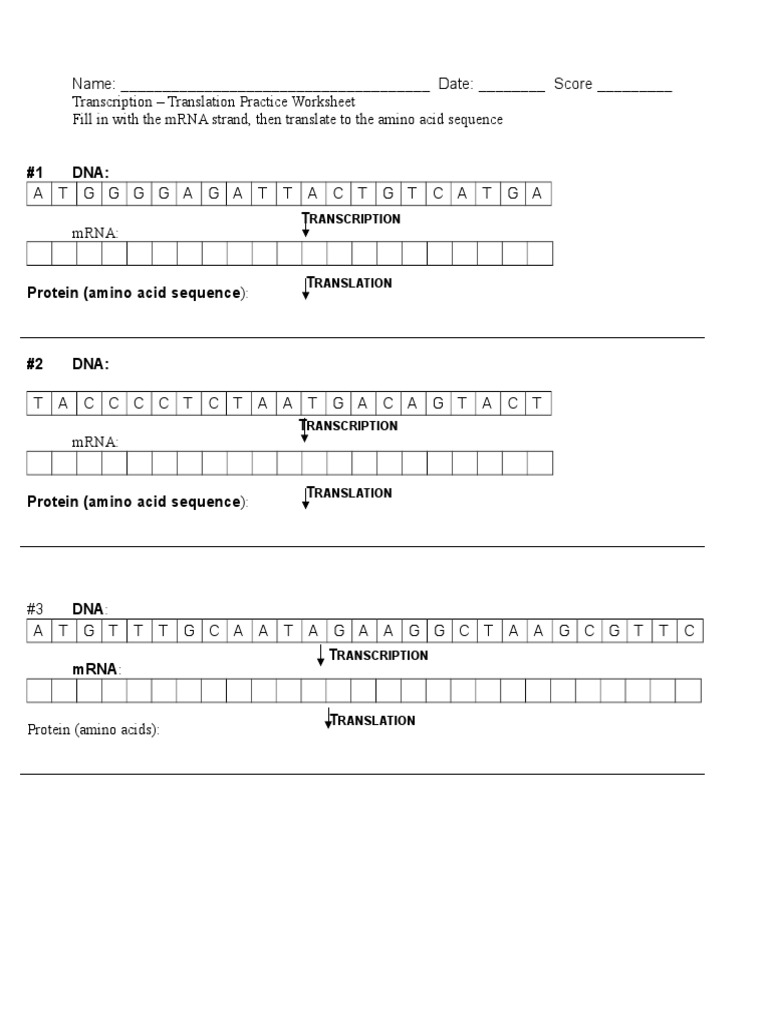 Transcription and Translation Worksheet | PDF | Translation (Biology ...