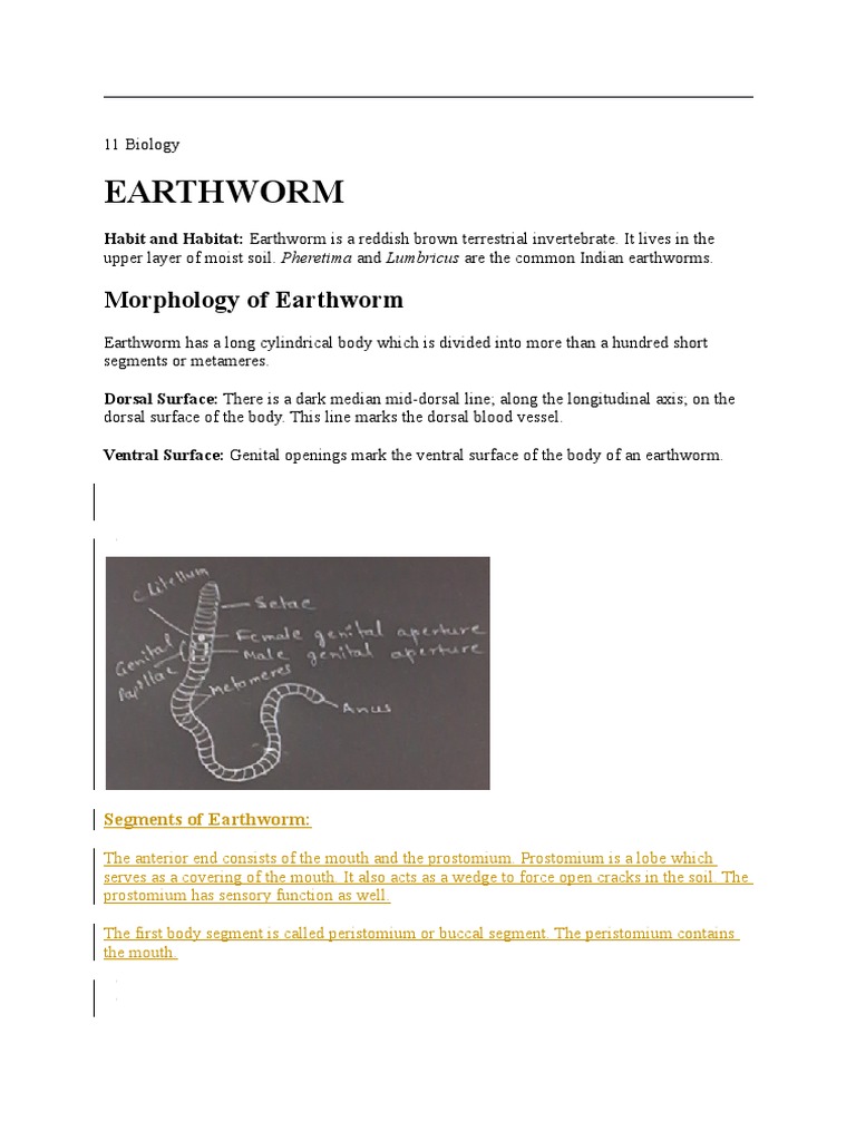 Morphology of Earthworm | PDF