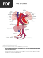 Fetal Circulation Flow Chart | PDF