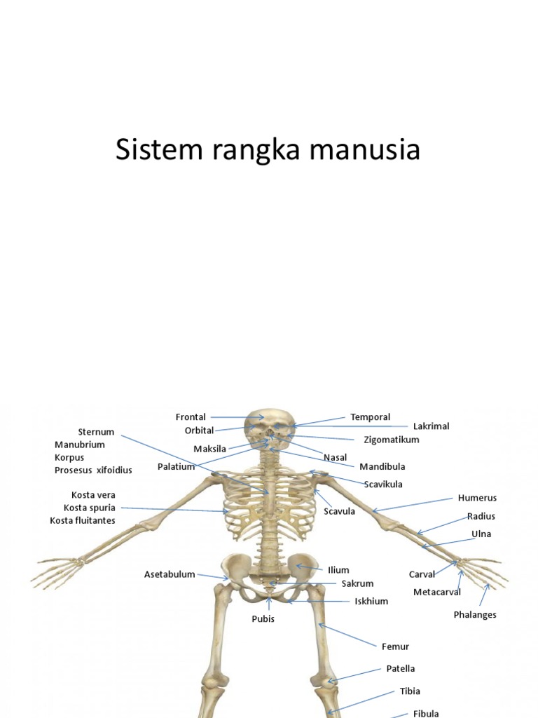 Sistem Rangka | PDF