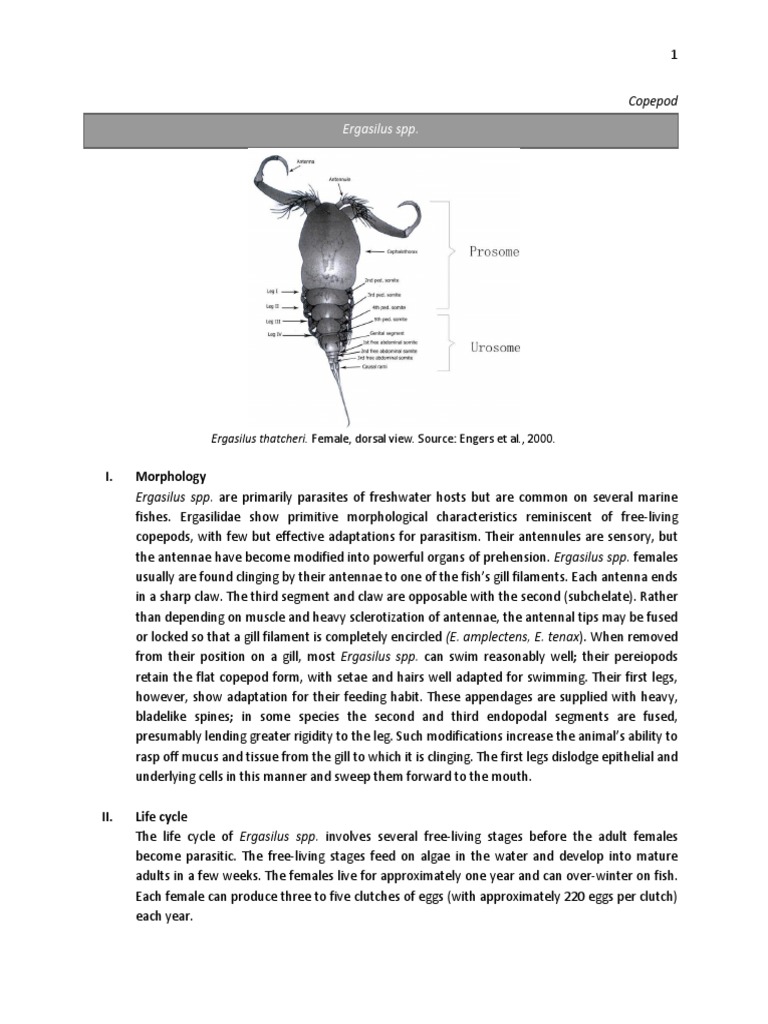 Ergasilus Argulus | PDF | Parasitism | Crustacean