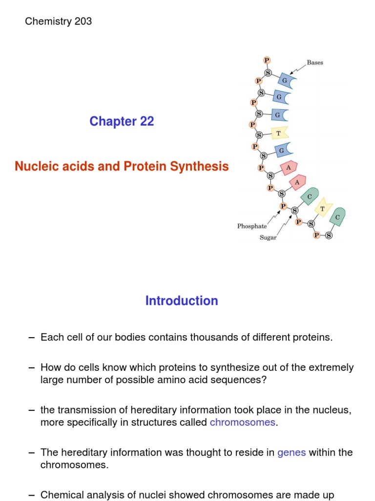 Chapter 22 Nucleic Acids and Protein Synthesis | PDF | Dna Replication ...