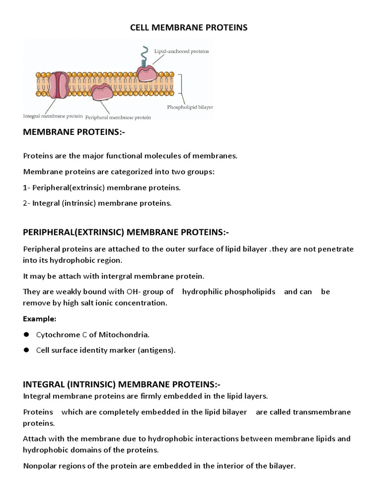 Peripheral Proteins In Cell Membrane
