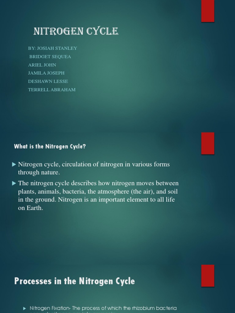 Nitrogen Cycle | PDF | Science & Mathematics | Technology & Engineering