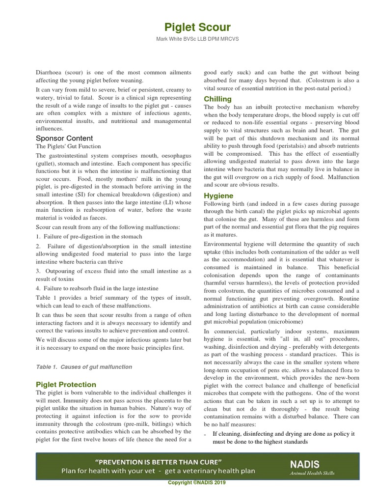 Piglet Scour: Chilling | PDF | Escherichia Coli | Gastrointestinal Tract