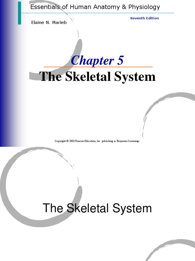 Chapter 5 The Skeletal System | Download Free PDF | Skull | Vertebral ...