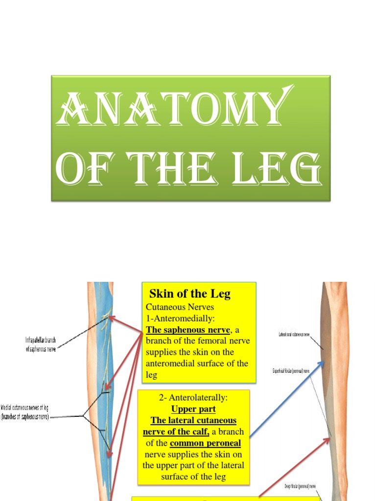 Mssanatomylegamjad PDF | PDF | Ankle | Human Leg