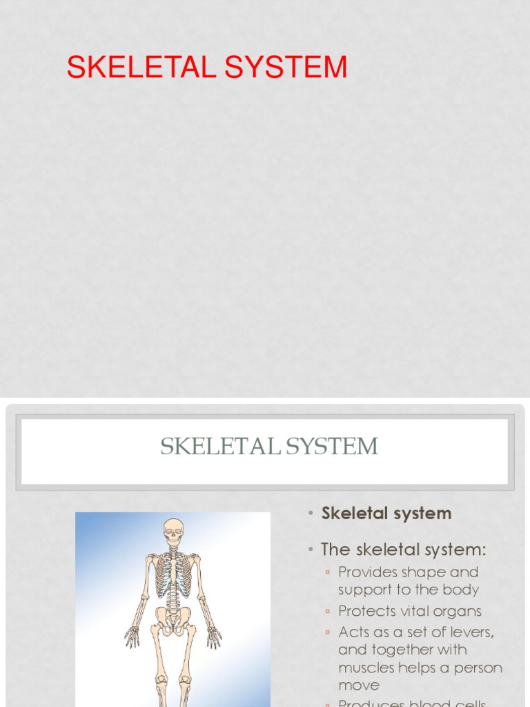 Skeletal Lecture Notes PDF | PDF | Skeleton | Skull