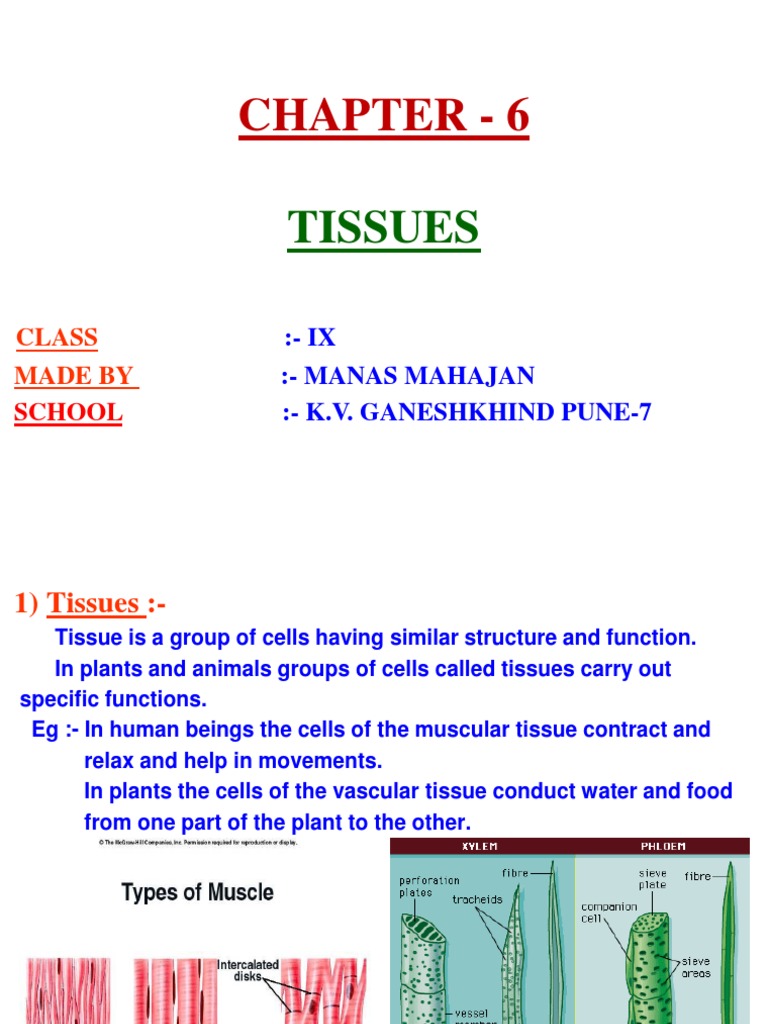 Chapter - 6: Tissues | PDF | Tissue (Biology) | Epithelium